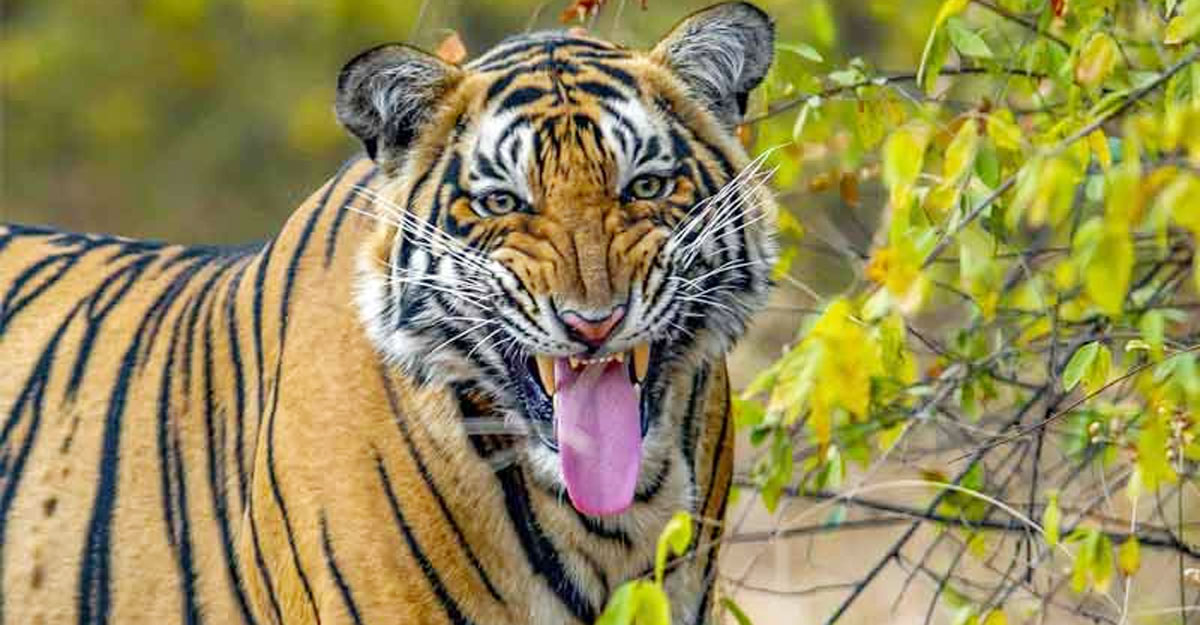 সুন্দরবনে কাঁকড়া ধরতে গিয়ে বাঘের শিকার হলেন ভারতীয় জেলে